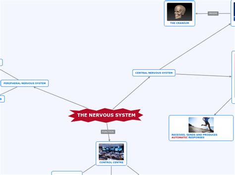 The Nervous System Mind Map