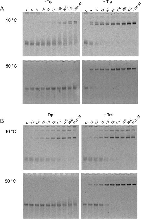 Gel Retardation Experiments Showing Binding Of Trap To Rna At 10 And 50