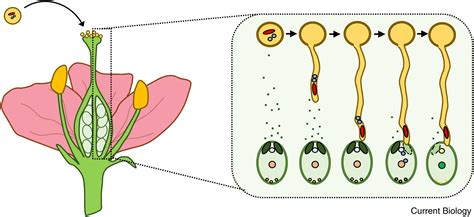Flowering Plant Reproduction Current Biology