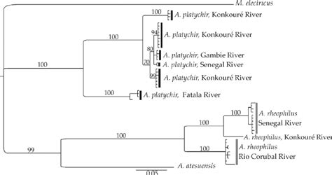 Bayesian Analysis Of Cytochrome B Sequences Under The Gtr Download