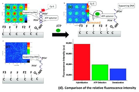 What Is Fluorescence Signal At Laurie Frost Blog