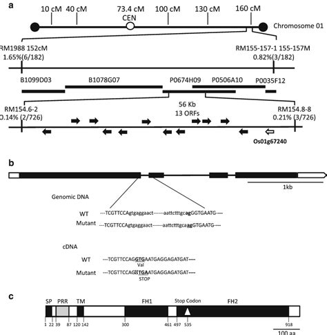 Map Based Cloning And Analysis Of A Root Hair Mutant Allele A The