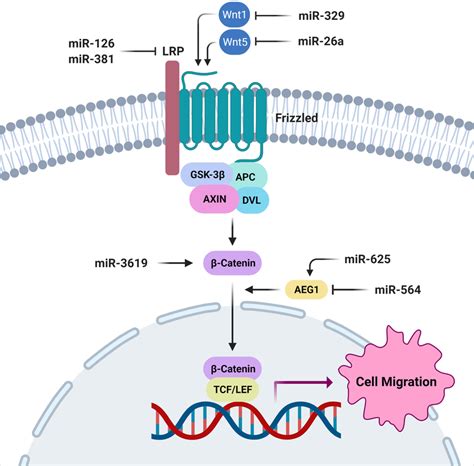 Role Of Mirnas In Thyroid Tumor Cell Migration Via Regulation Of Wnt