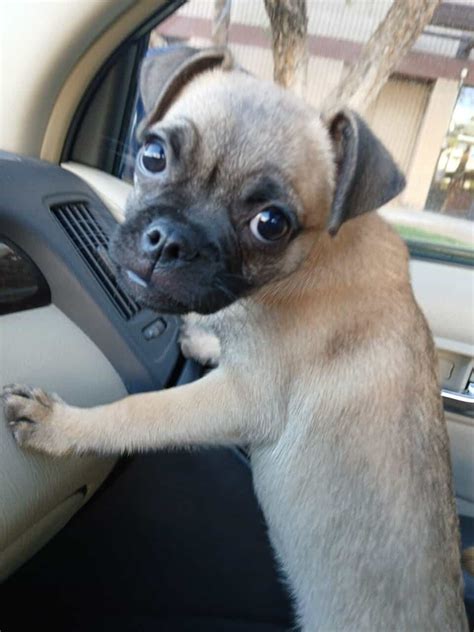 Pug Mix Puppy