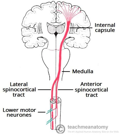 The Descending Tracts Teachmeanatomy