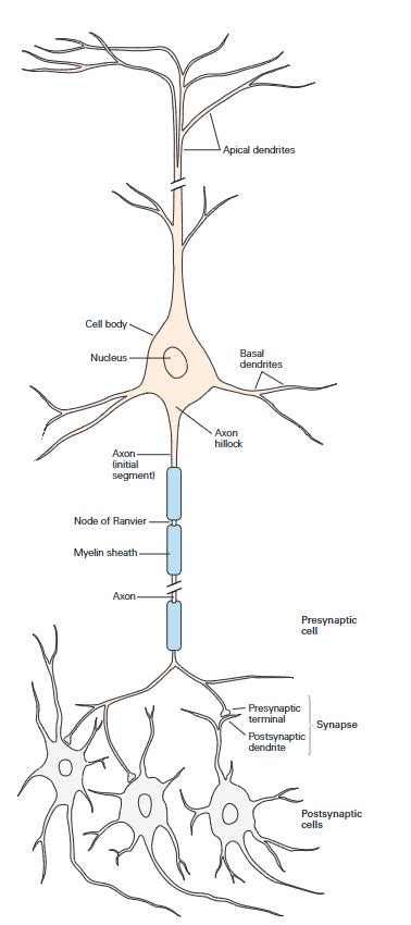 Neuronlab Simulator