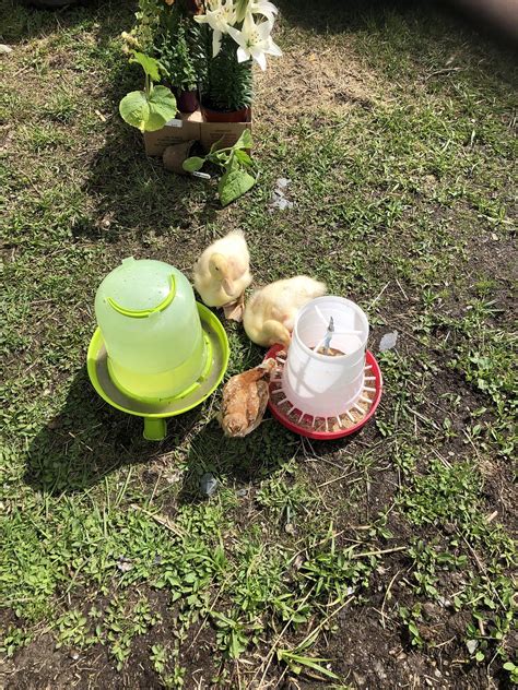 Pintinho Foto Gratuita No Pixabay Pixabay