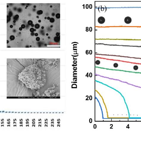 Image Analysis Of Microbubbles And Catalyst Powders In The Solution