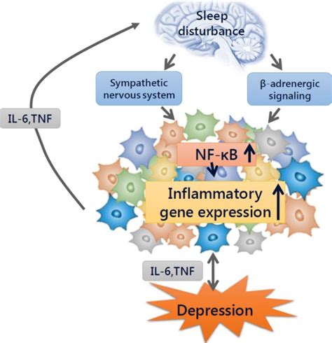 Depression In Sleep Disturbance A Review On A Bidirectional