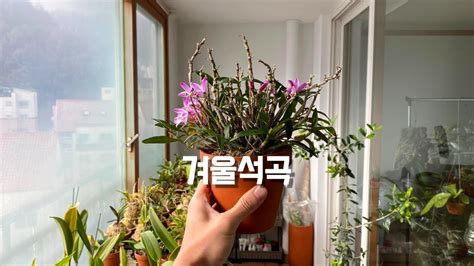 겨울에 핀 석곡 경홍 석곡키우기 Dendrobium Moniliforme Youtube