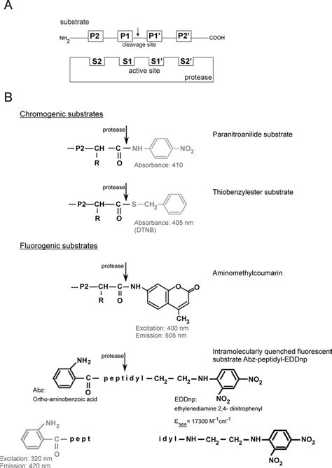 Synthetic Chromogenic And Fluorogenic Substrates Of Nsp A Schematic Download Scientific