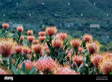 Outeniqua Pincushion Leucospermum Scarlet Ribbon Or Leucospermum