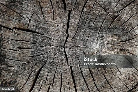 Foto De Textura De Madeira De Cutted Tronco De Árvore Moss E Fungo