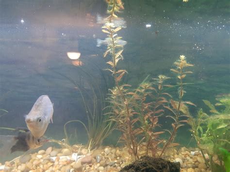 Identifying Plants Need Help Please Plants Algae And Fertilizers C A R E