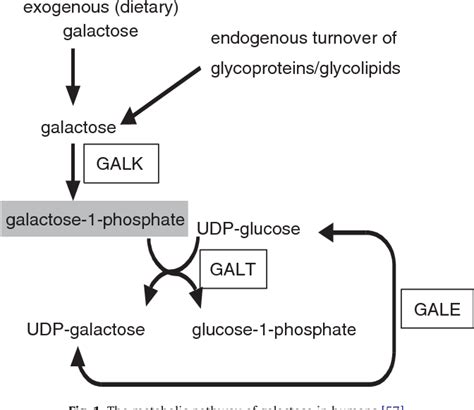 Galactosemia Pathway