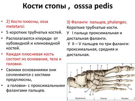 Морфофункциональная характеристика скелета и аппарата движения нижних конечностей презентация
