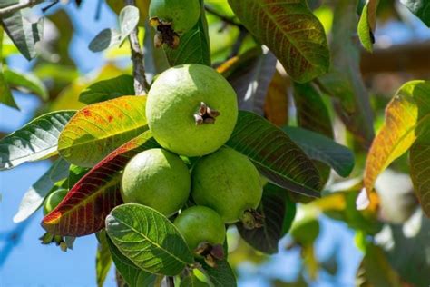 Which Fruit Trees Are Pruned In August 3 Species That Benefit From