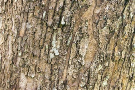 Tree Bark Texture Background Stock Photo At Vecteezy