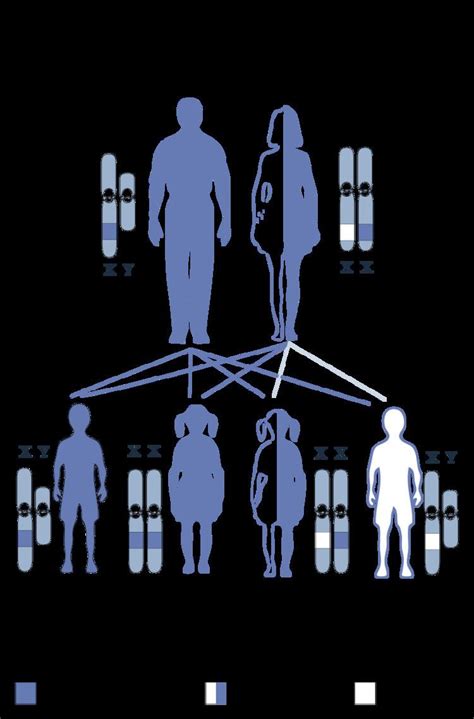 X Linked Recessive Inheritance Alchetron The Free Social Encyclopedia