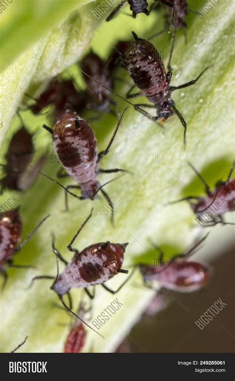 Aphids On Plant Nature Image And Photo Free Trial Bigstock