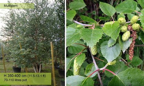 Betula Pendula Silver Birch Multi Stem Garden Plants Online