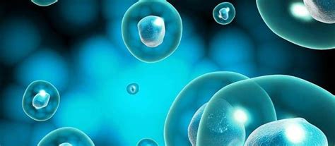 Resurrecting A Dead Tooth With Stem Cells Is It Possible Holistic