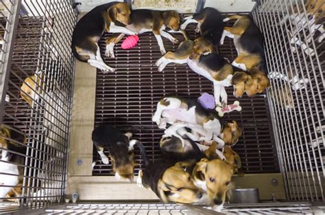 Meredith Wadman Science Aaas