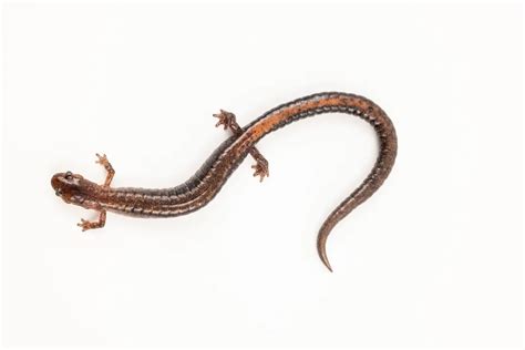 Riesiger Roter Salamander