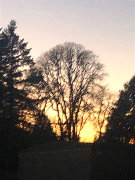 Glowing Tree Wallpaper Tree Wallpaper Outdoor Wallpaper