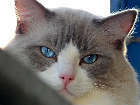 Conheça O Ragdoll História E Características Físicas