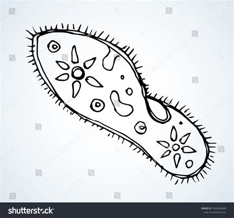 Protozoa Diagram Over 391 Royalty Free Licensable Stock Illustrations