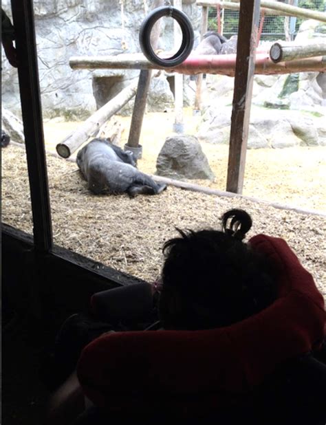 Perseid School Galleries