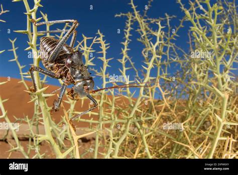 Desert Cricket Acanthoplus Discoidalis Walking Amongst Spines Of Nara Melon Acanthosicyos