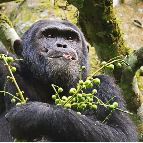 Uganda Introduces Digital Health Declaration Form Apta