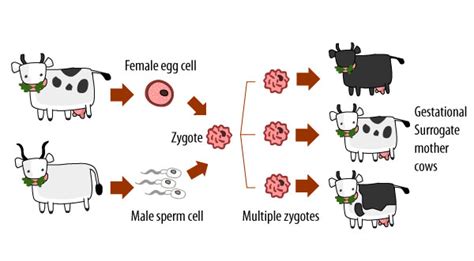 What Is Cloning Eschooltoday