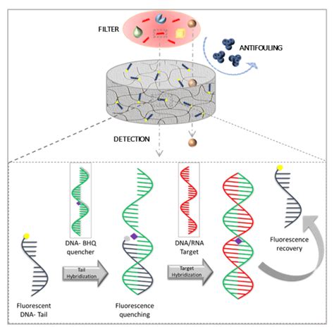 Small Oligonucleotides Detection In Three Dimensional Polymer Network Of Dna Peg Hydrogels[v1