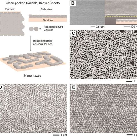 Formation Of Colloidal Nanomazes From Closely Packed Colloidal Bilayer Download Scientific