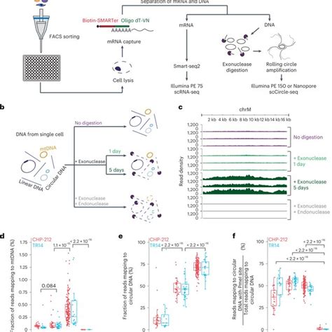 ScEC T Seq Captures The Complex Structure Of Multifragmented EcDNAs In Download Scientific
