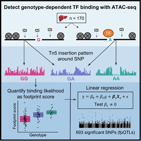 Characterization Of Non Coding Variants Associated With Transcription Factor Binding Through