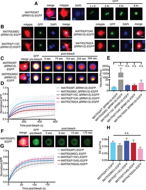 Figures And Data In Matrin 3 Dependent Neurotoxicity Is Modified By Nucleic Acid Binding And