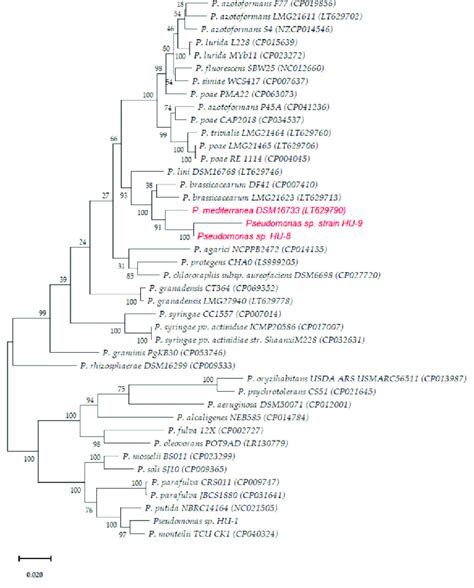 Phylogenetic Tree Based On The Concatenated Sequences Of 16s Rrna And Download Scientific
