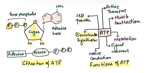 एटीपी हिन्दी में। Atp Structure And Functions In Hindi Sikhobio