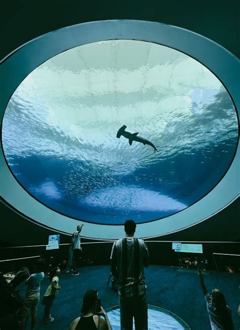 가족 관광 관광 명소 관중 관찰 교육 귀상어 상어 그룹 디스플레이 마이애미 마이애미 수족관 명소 모험 물고기 물탱크 미국 바다 바다의 방문객