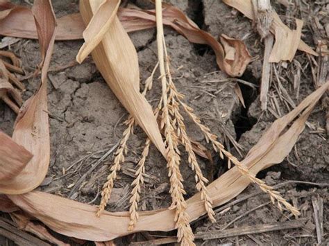Dry Conditions Can Throw P K Ph Sampling Results Out Of Whack R