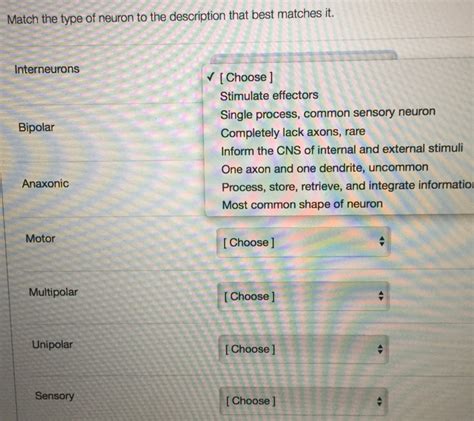 Solved Match The Type Of Neuron To The Description That Best Chegg Com