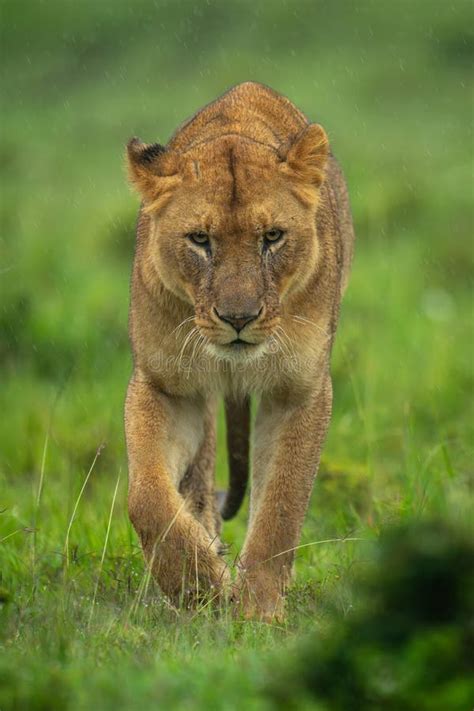 Lioness Walks Towards Camera In Pouring Rain Stock Photo Image Of North Camp