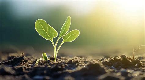 Spray Technology Plant Precision At Farm Level Take The Leap