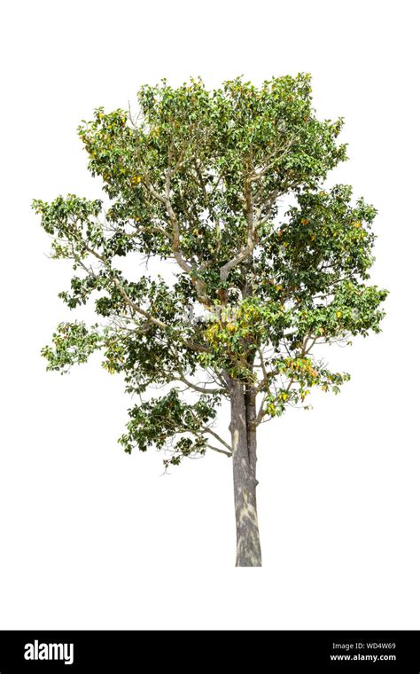 Tree Against White Background Stock Photo Alamy