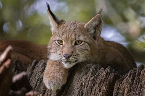 Majestic Lynx In Hd Wild Beauty Captured Perfectly 2500x1667