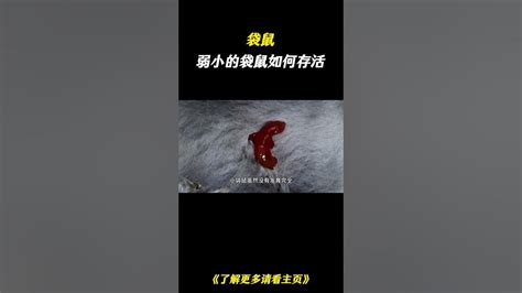 小袋鼠刚出生像一块软糖，非常的弱小 科普一下 涨知识 袋鼠 Youtube